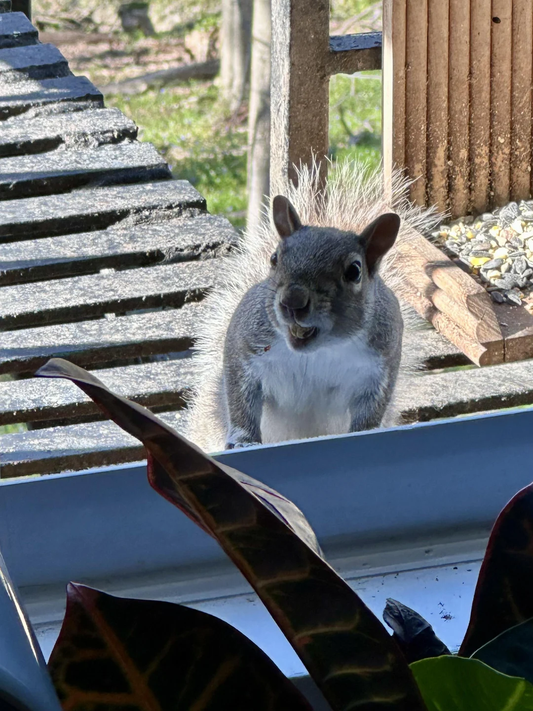 Cutie alert ‼️ 🚨 | Scrolller