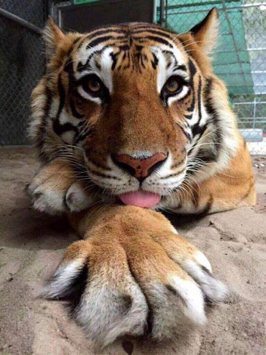 tiger blep | Scrolller