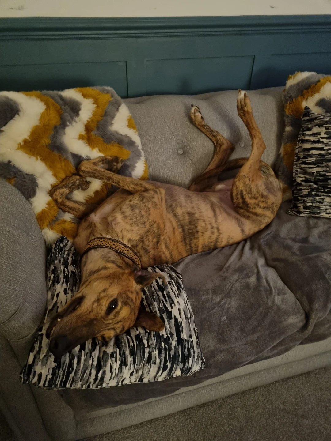 This sofa belongs to Marley | Scrolller