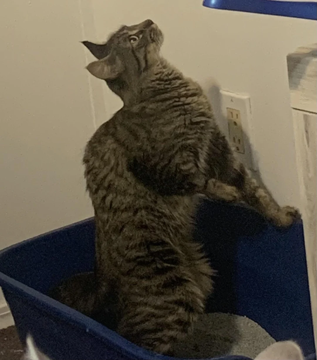 My brother’s demon cat pees like this, without fail. | Scrolller