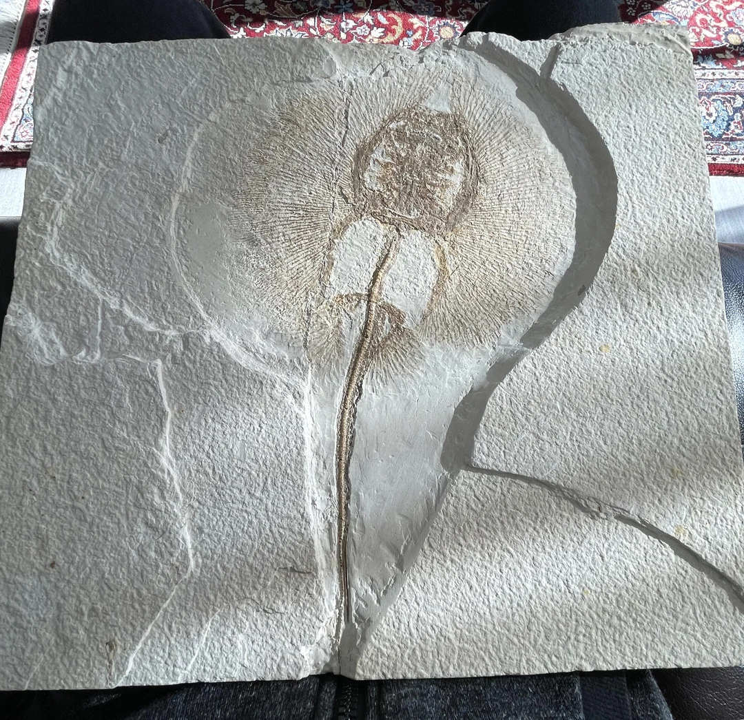 A nice stingray | Scrolller