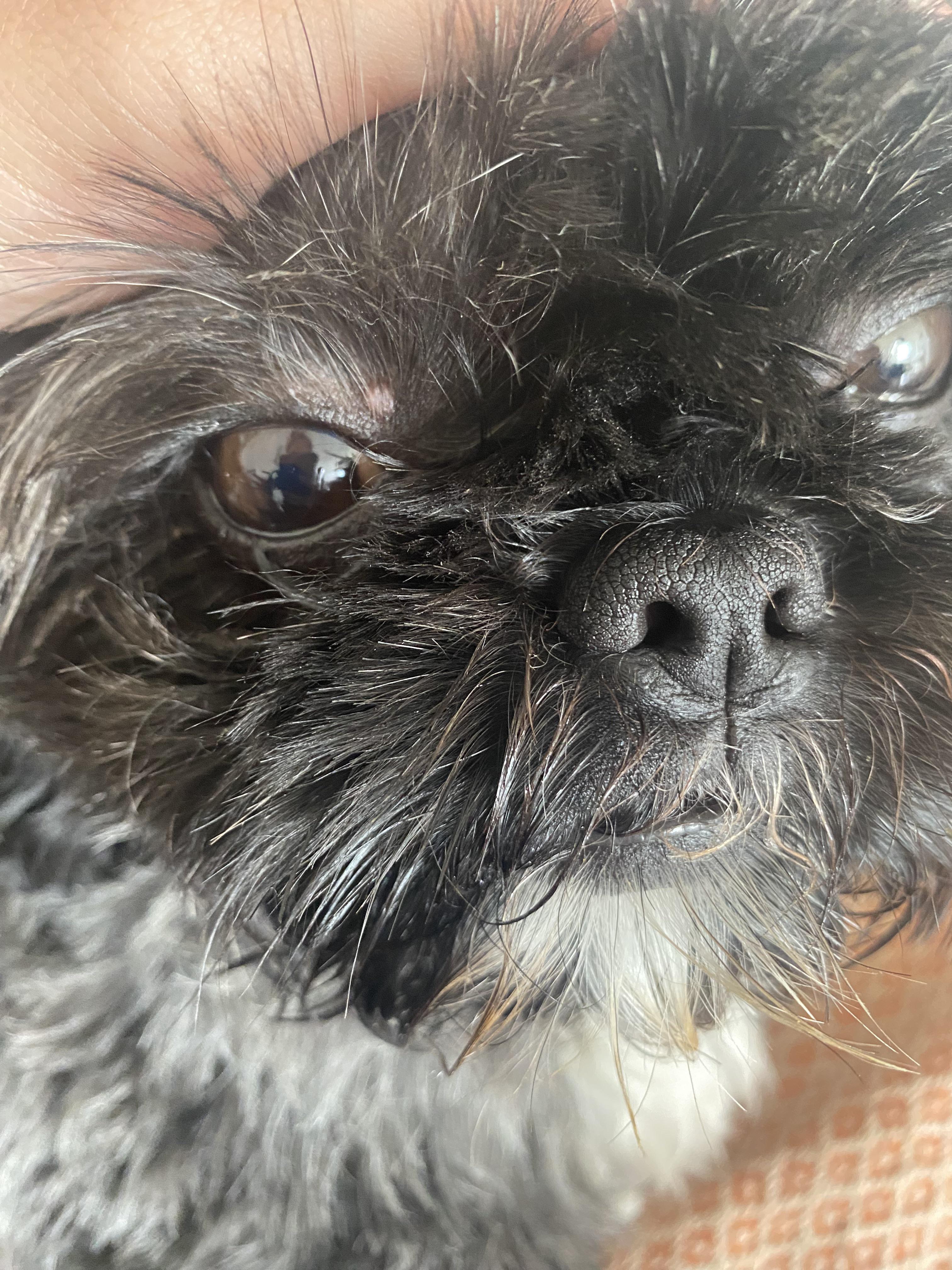 Small lump above dog’s eye | Scrolller