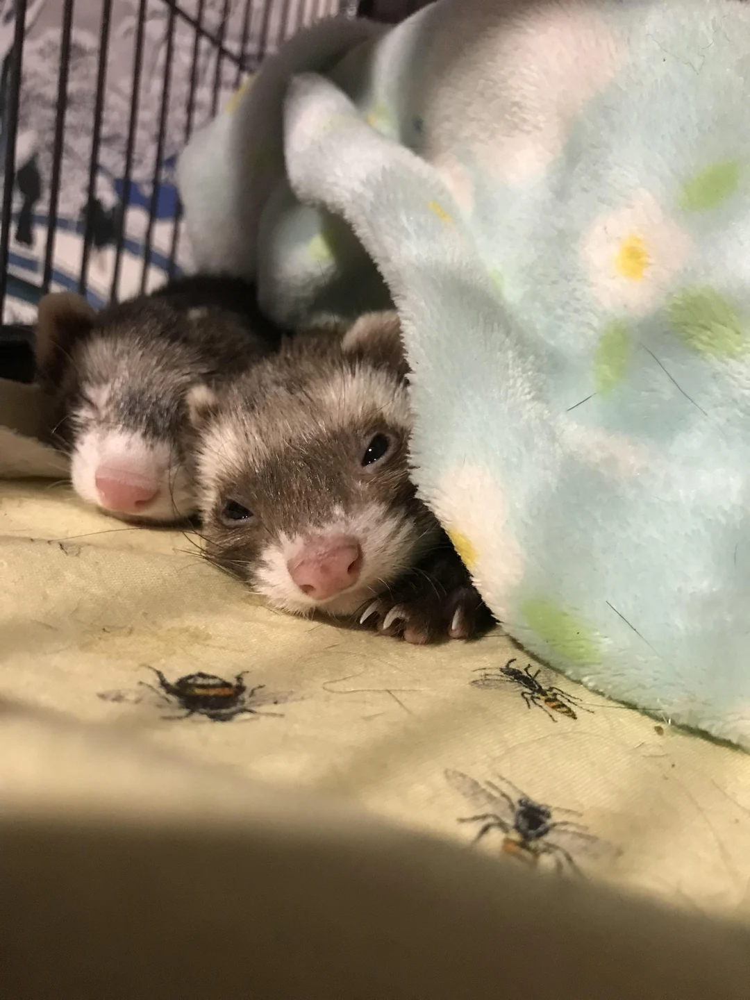 Sleeping babies | Scrolller