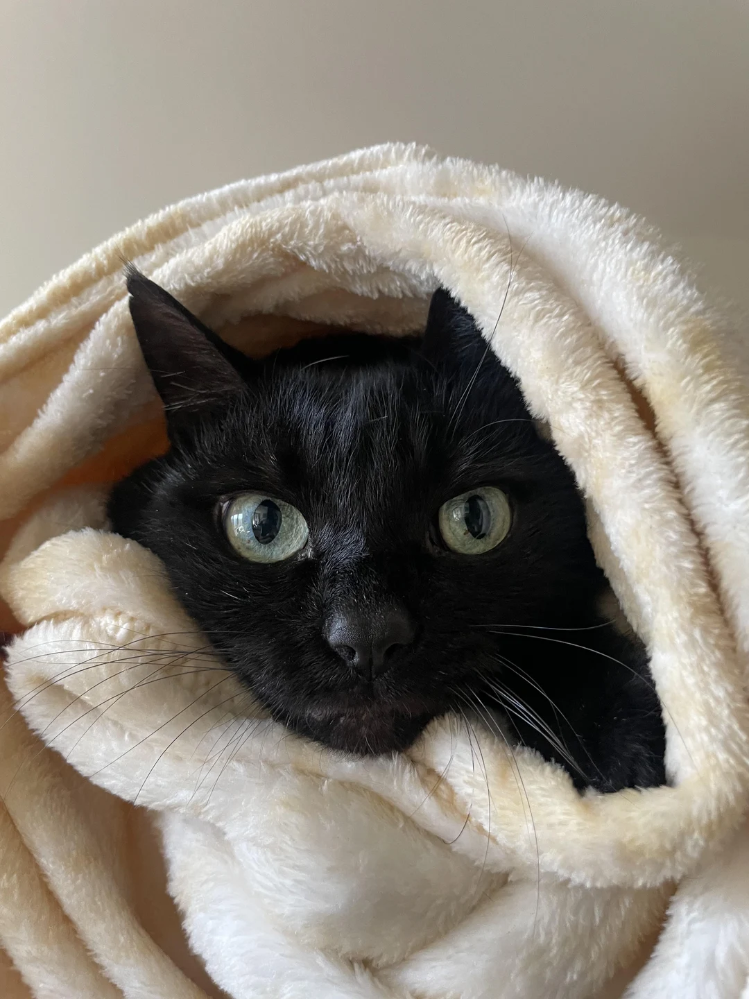 Purrrfect black bean purrito | Scrolller