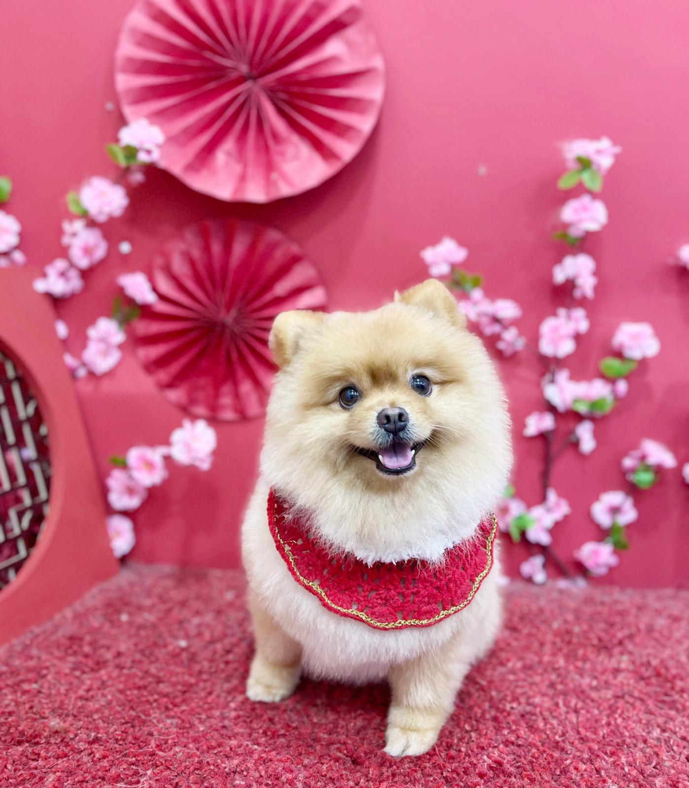 After every grooming 😊 | Scrolller