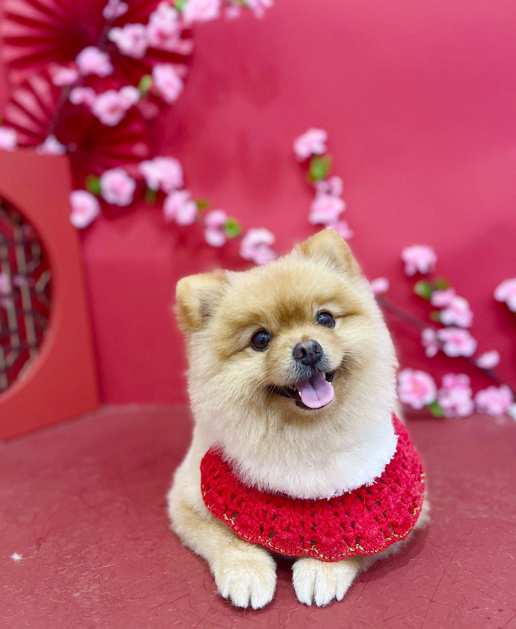 After every grooming 😊 | Scrolller