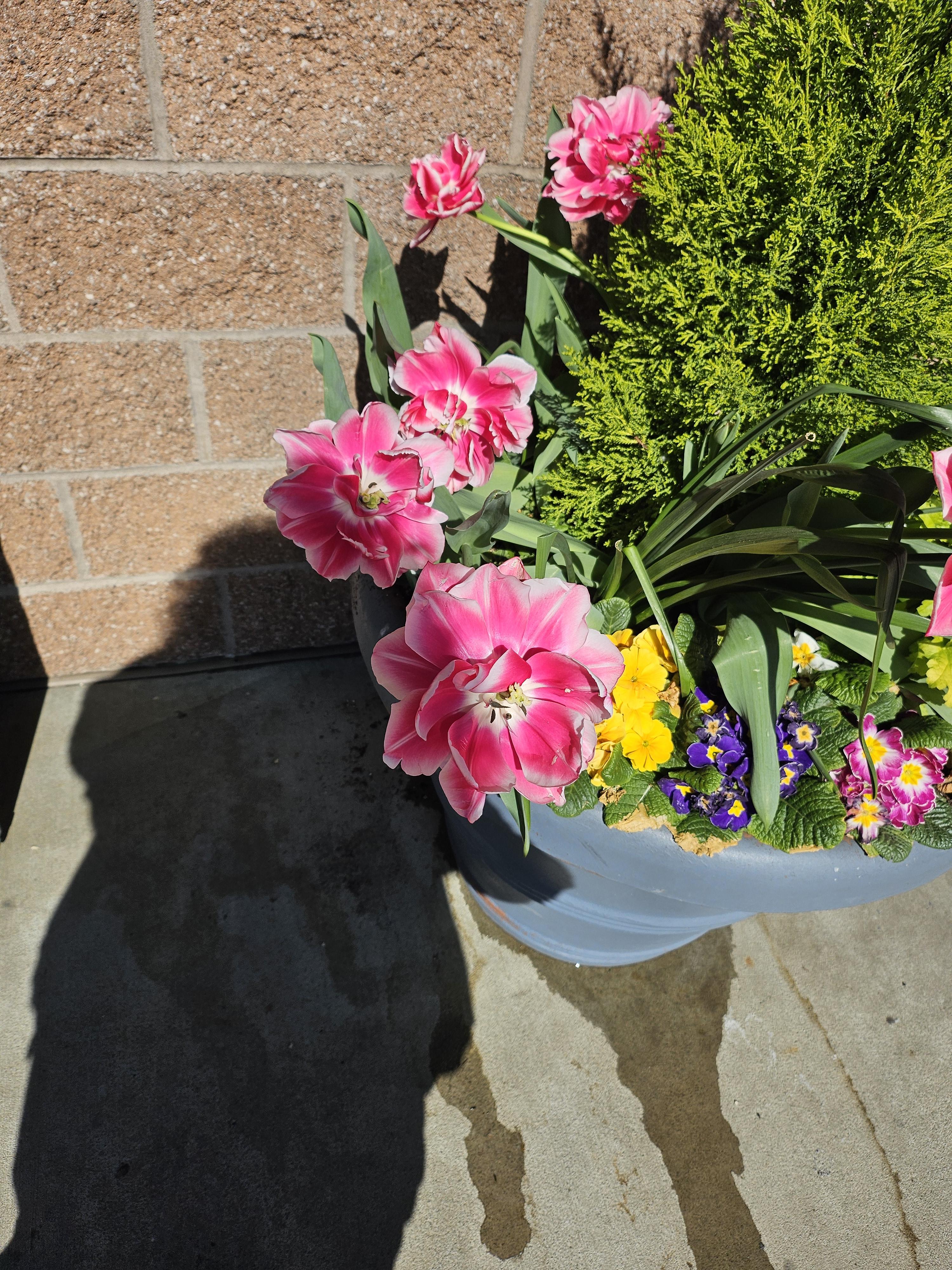 Identify this flower? | Scrolller