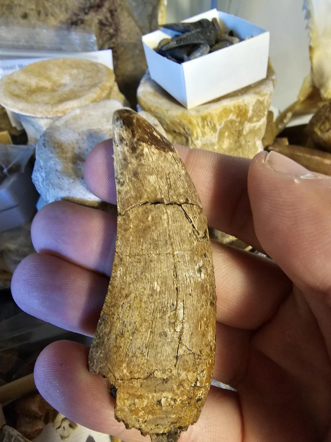 Another big rex tooth | Scrolller