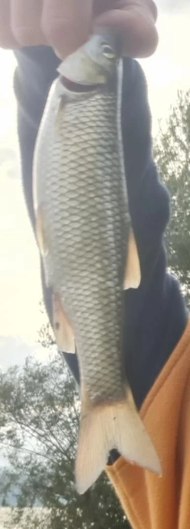 Fish identification | Scrolller