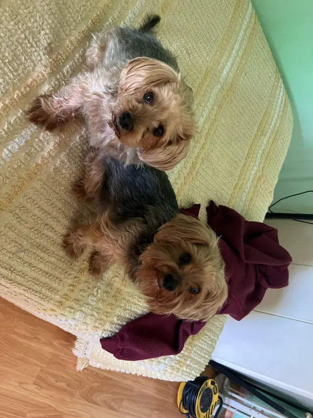 1 fat boi and 1 dumb boi | Scrolller