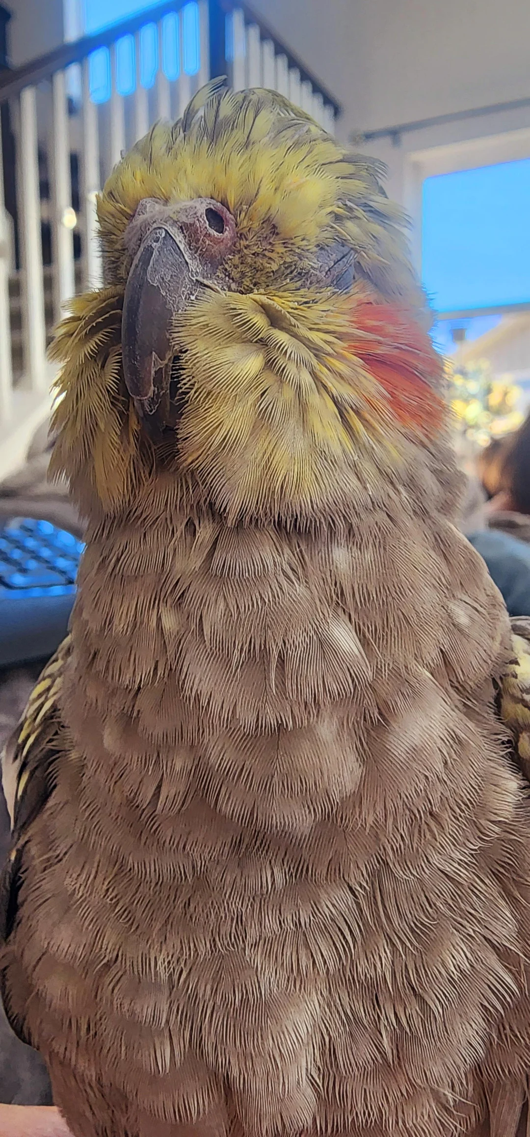 MEGA FLOOF | Scrolller