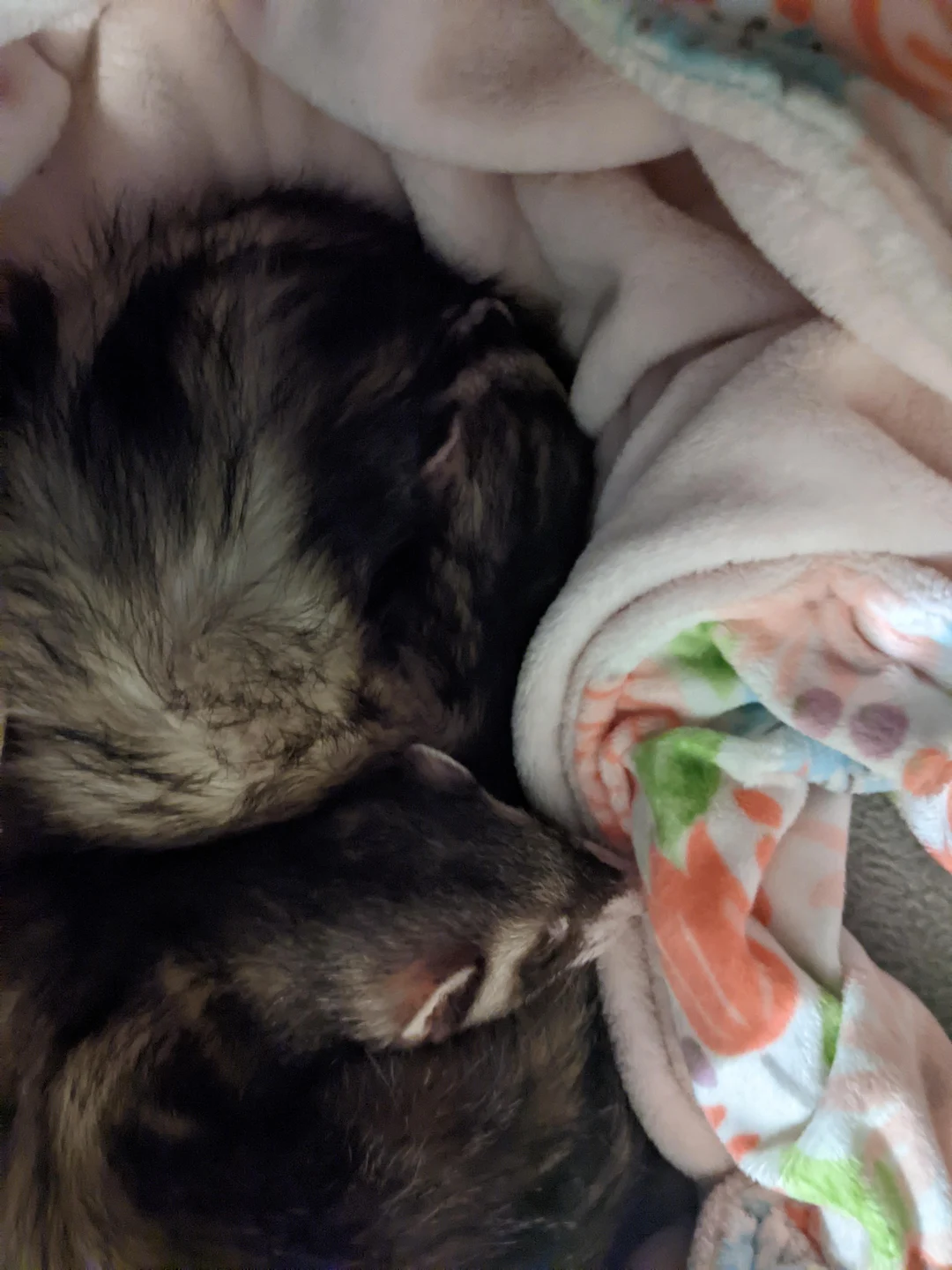 My sleeping babes Rocket and Luna | Scrolller