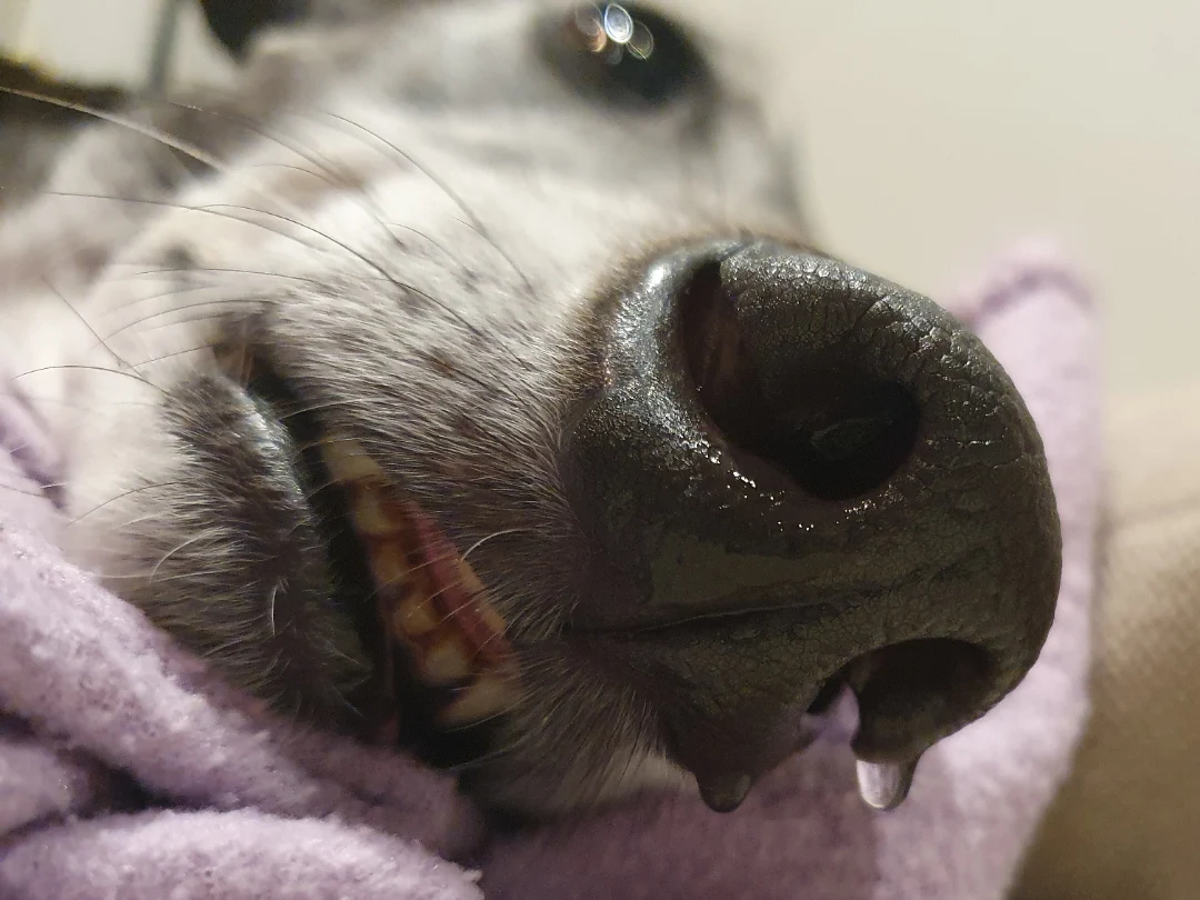 I was taking a photo of Jimi's tiny blep and also captured the rare double nose drip. Is there a ...