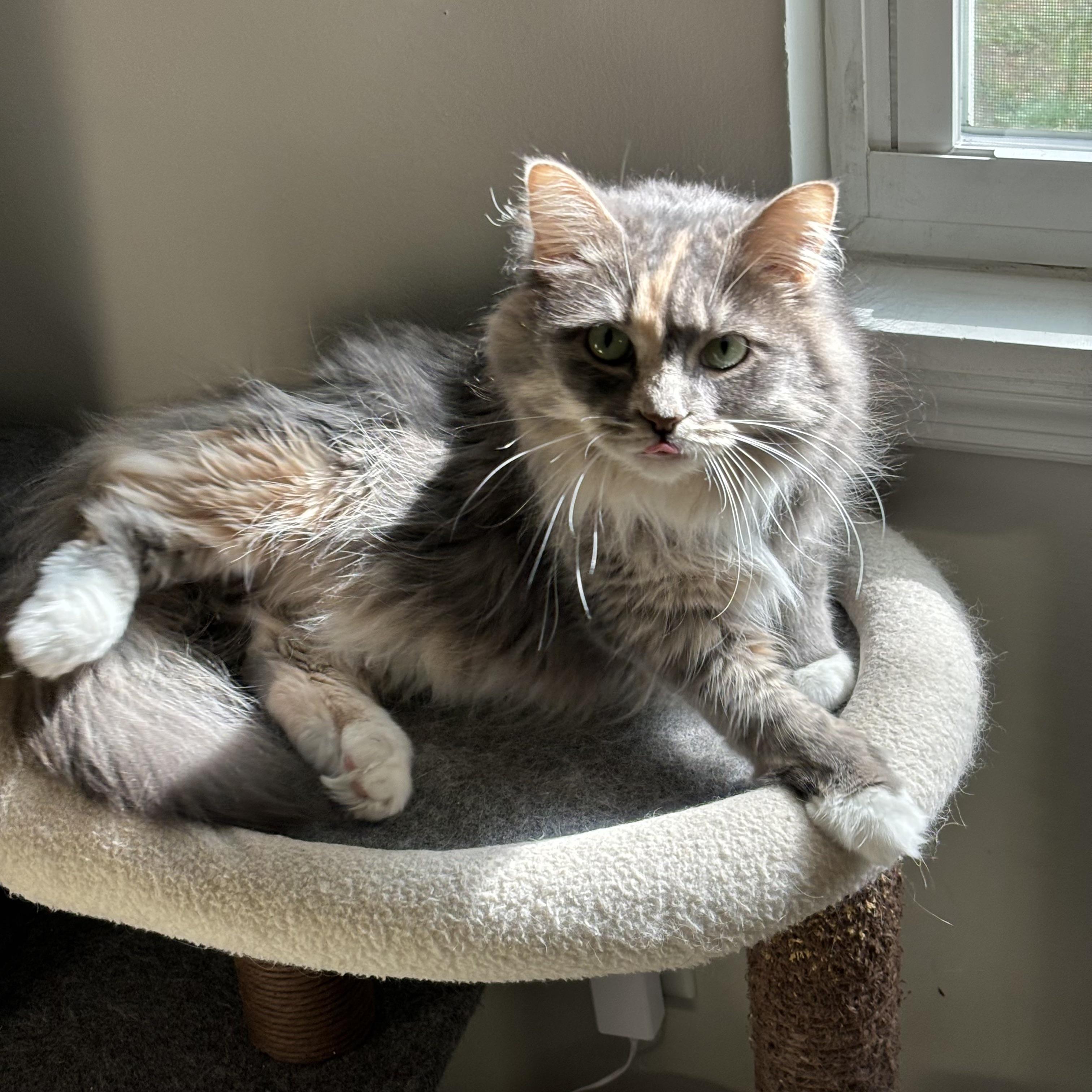 Finally got it! Mini blep will go down in history! | Scrolller