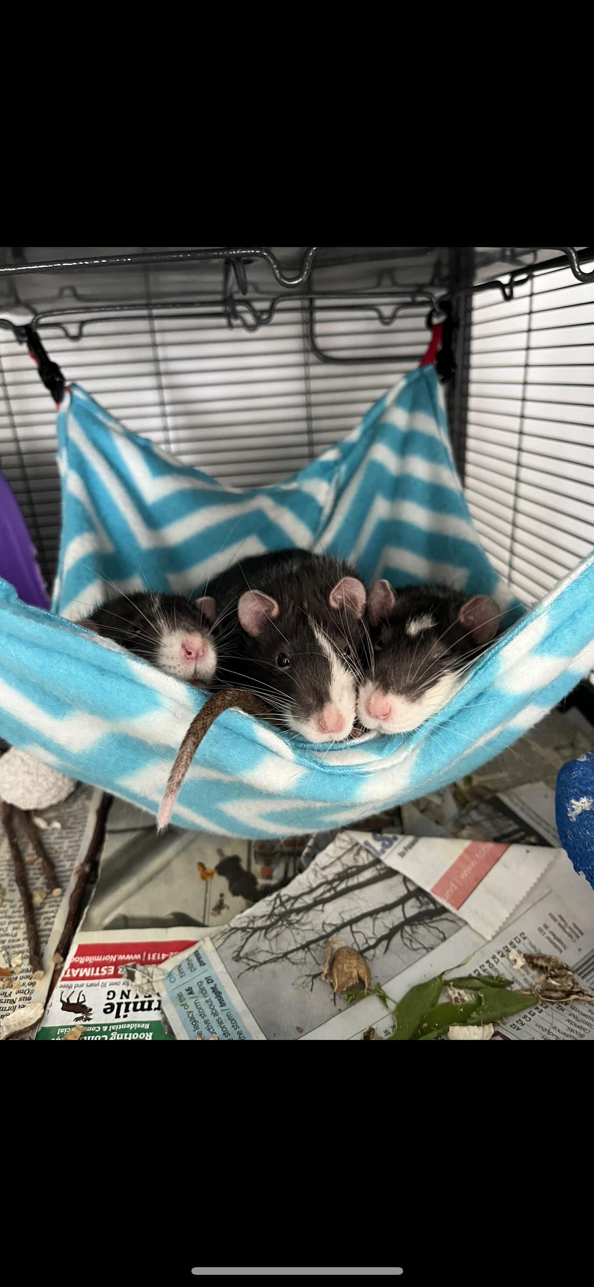 Serotonin potatoes | Scrolller