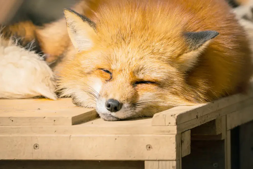 Discover more like Foxes: Red fox and Related Content | Scrolller