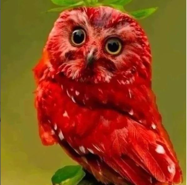 Discover more like Owls: Red owl and Related Content | Scrolller