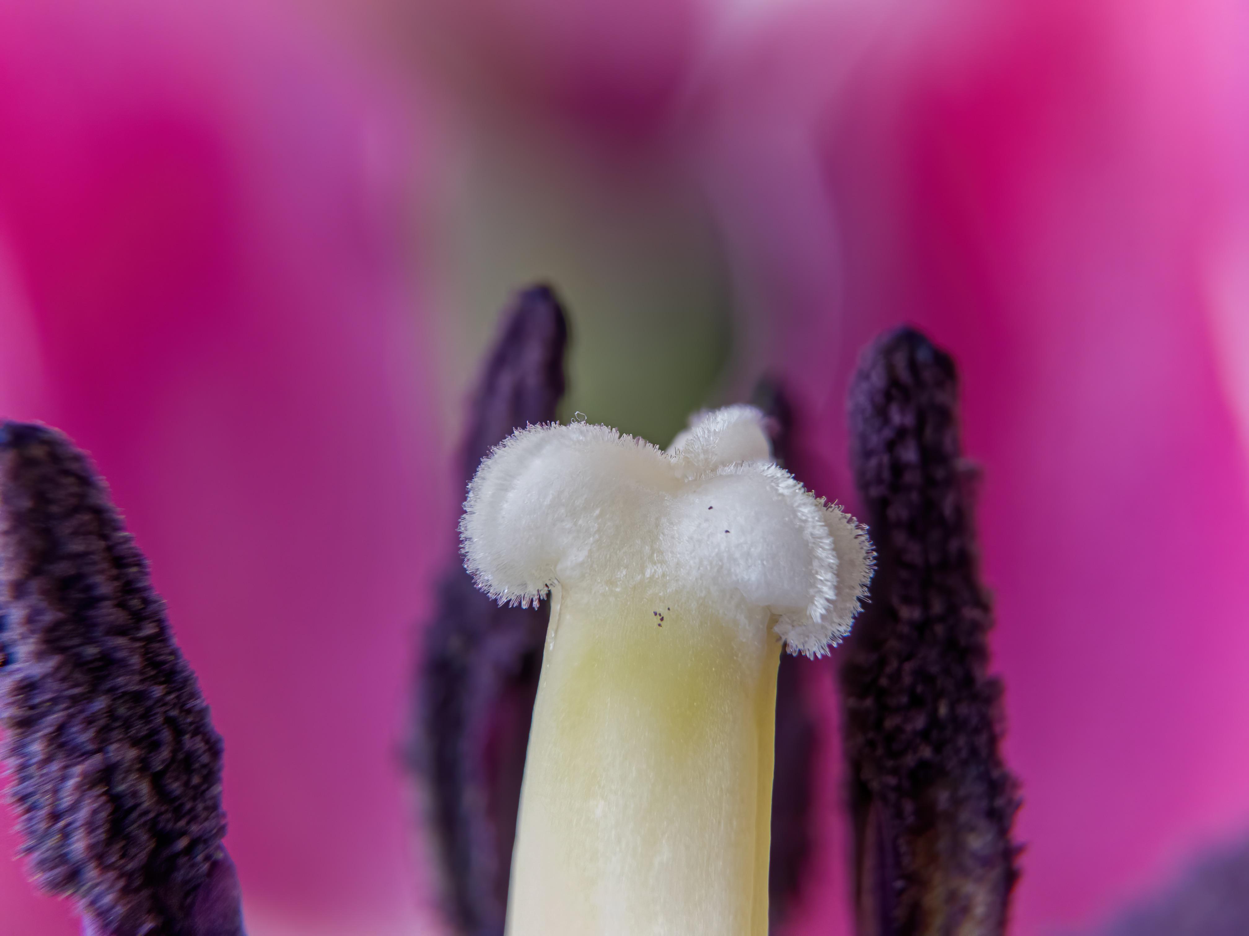Inside a tulip | Scrolller