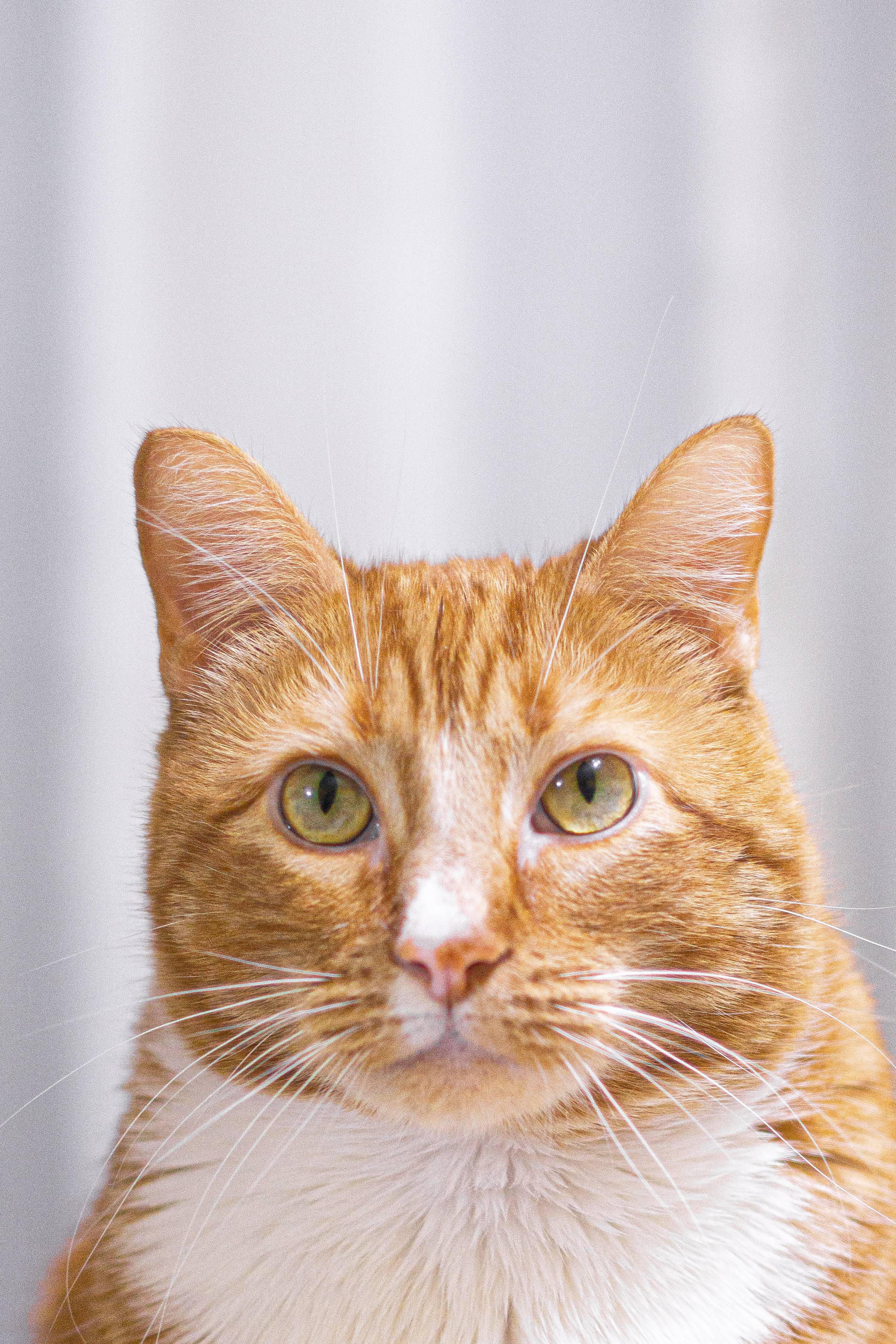 Discover more like SupermodelCats: Headshot for your consideration and Related Content | Scrolller
