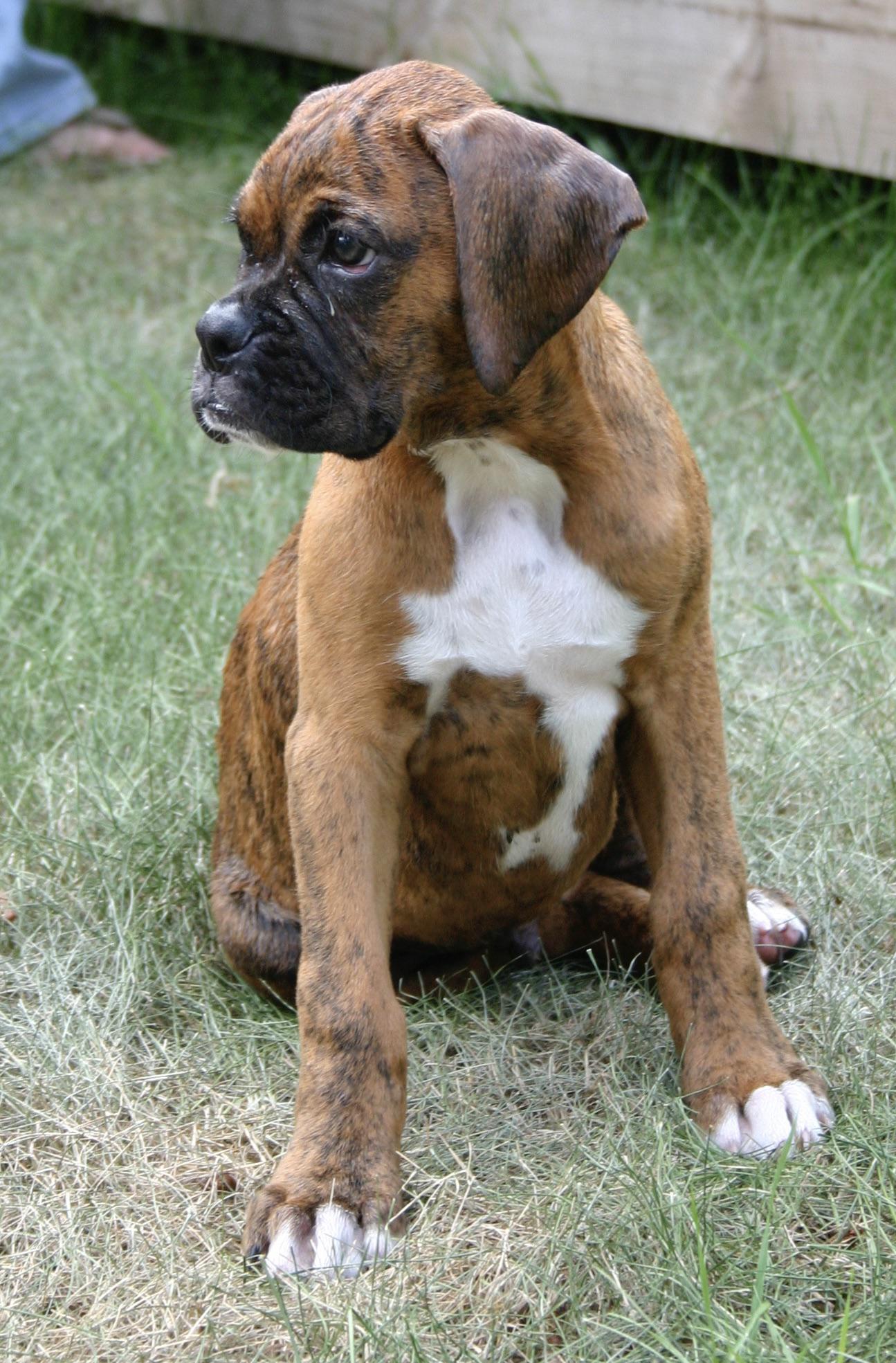 Discover more like Lookatmydog: Puppy Love! Look at those paws :) and Related Content | Scrolller