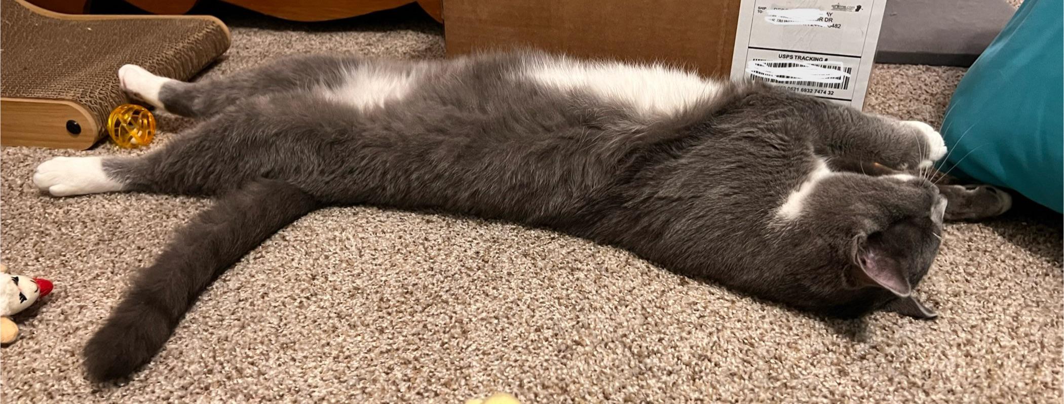 New tuxedo kitten | Scrolller