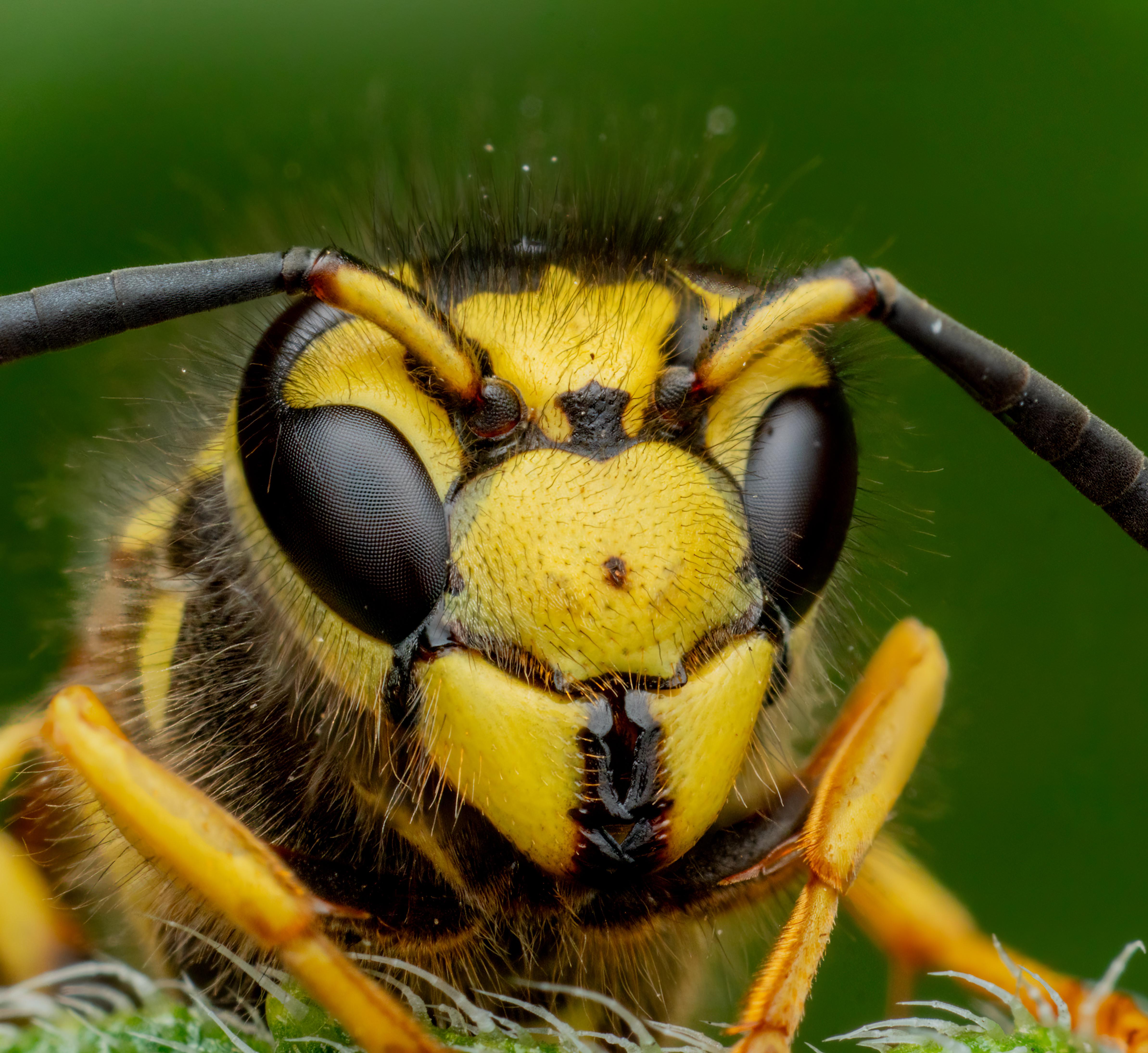 Western Yellow Jacket | Scrolller