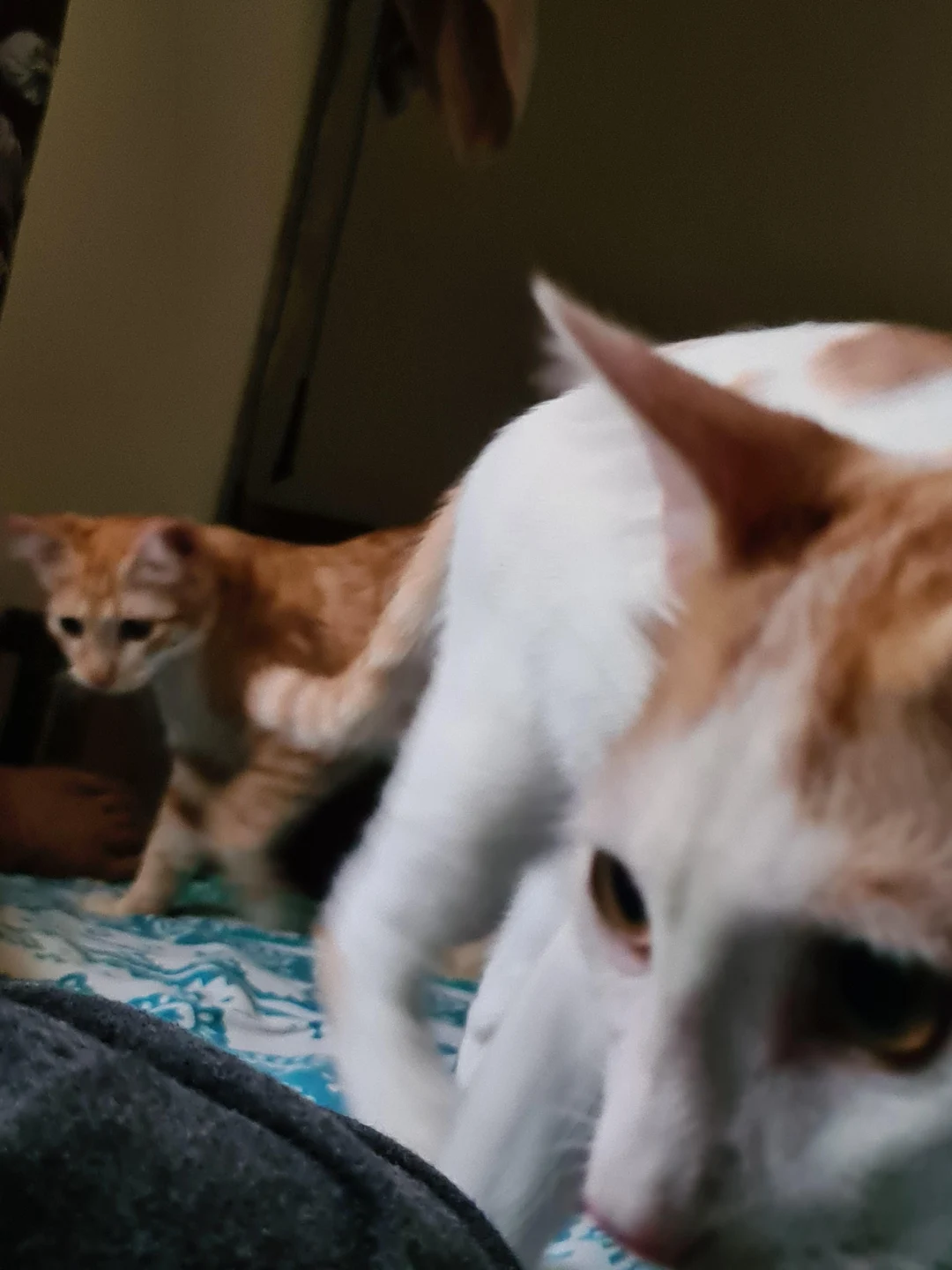 Blurry picture of cats | Scrolller