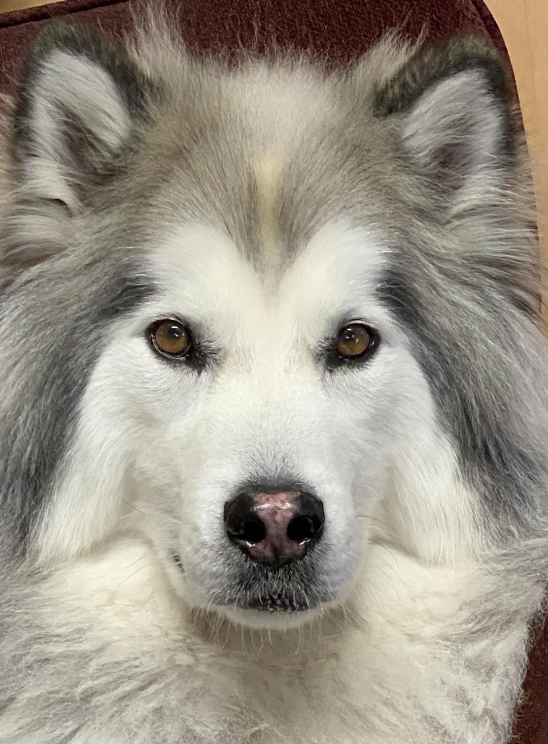 Our handsome boy Max. | Scrolller