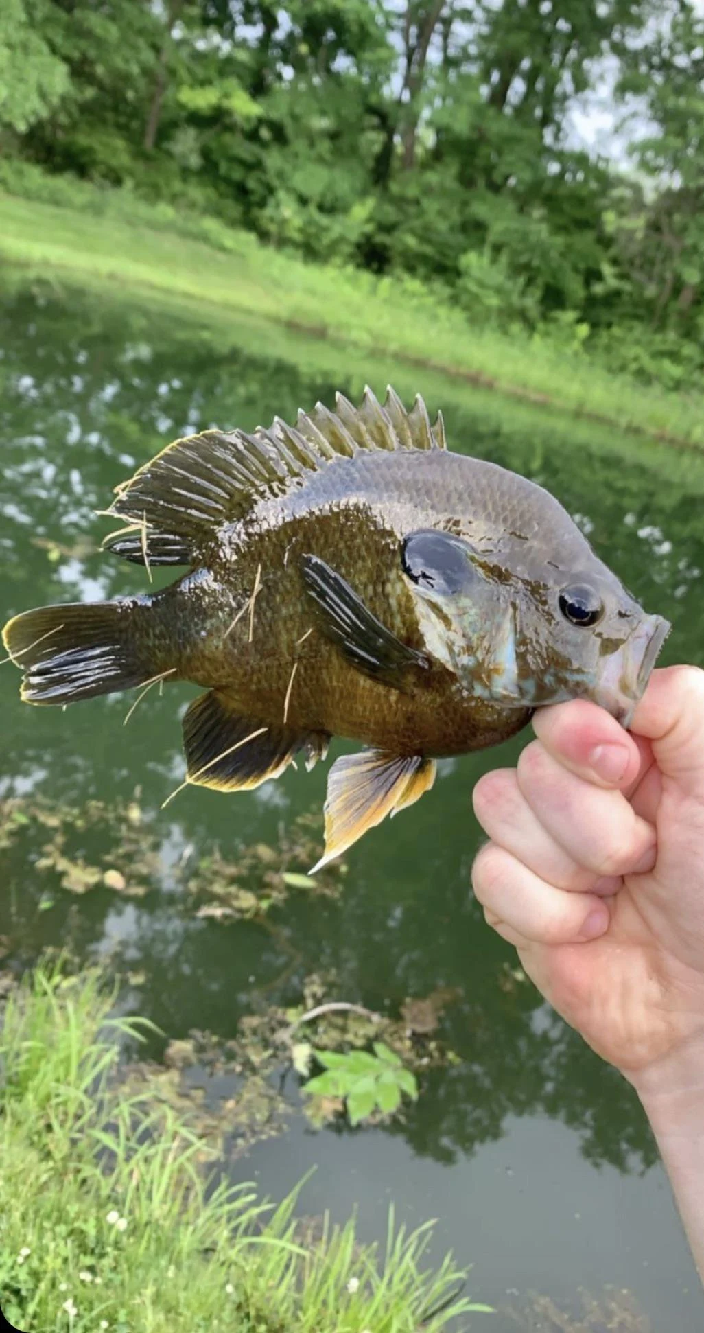 Fish ID? | Scrolller