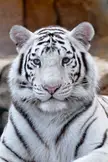 White Tiger | Scrolller