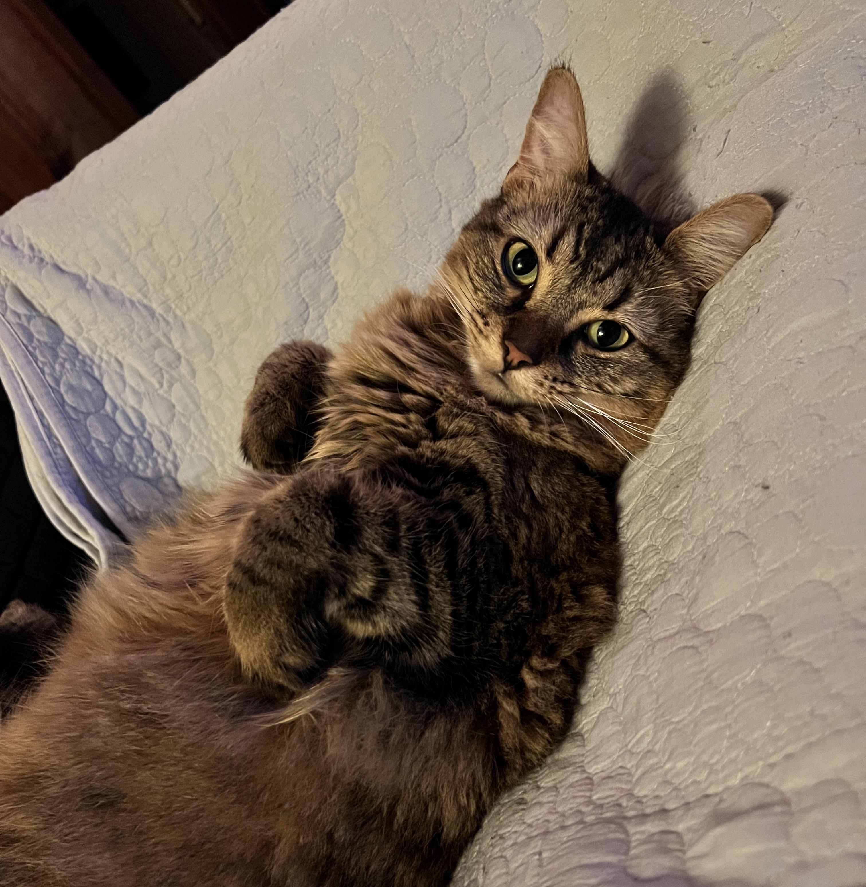 Scampi Nadine, Lady of Mischief. | Scrolller