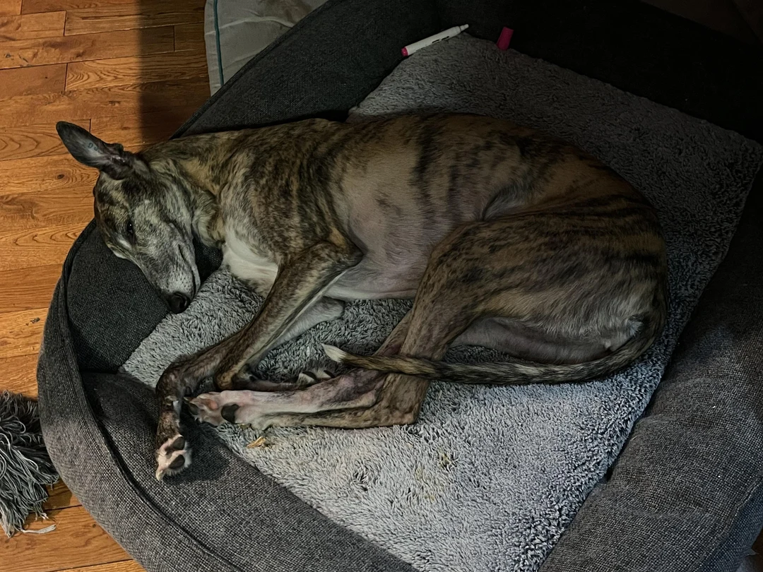 Skippy the Kangaroo | Scrolller