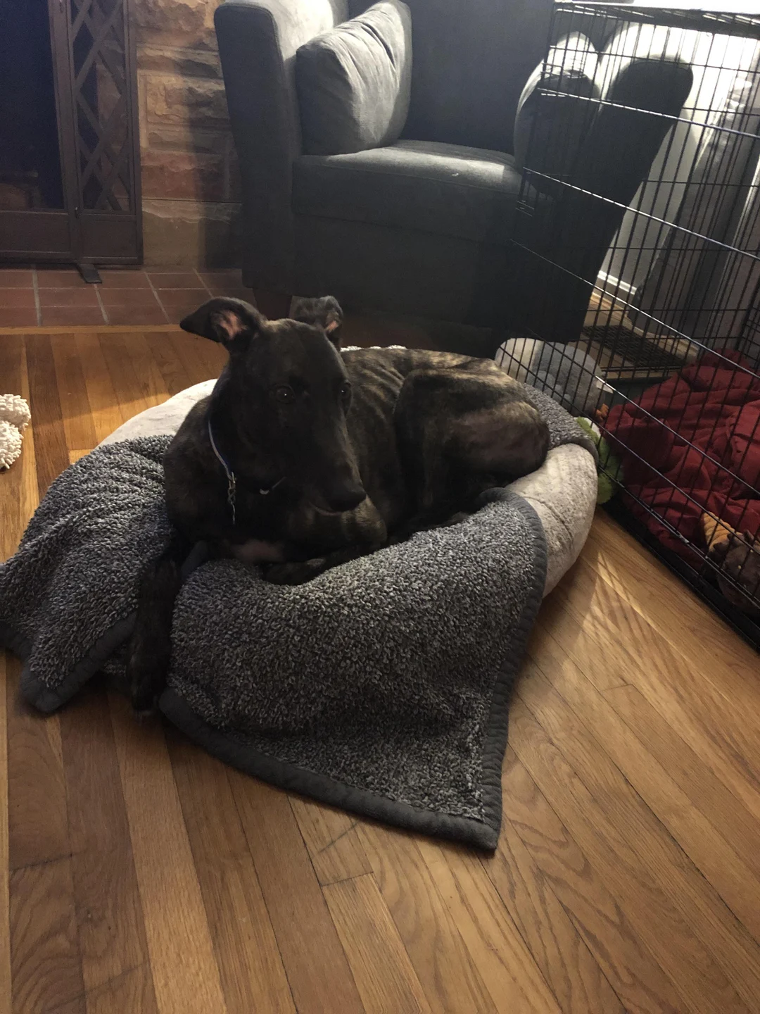 Zeb finally knows the comfort of his own bed (after many many treats) | Scrolller