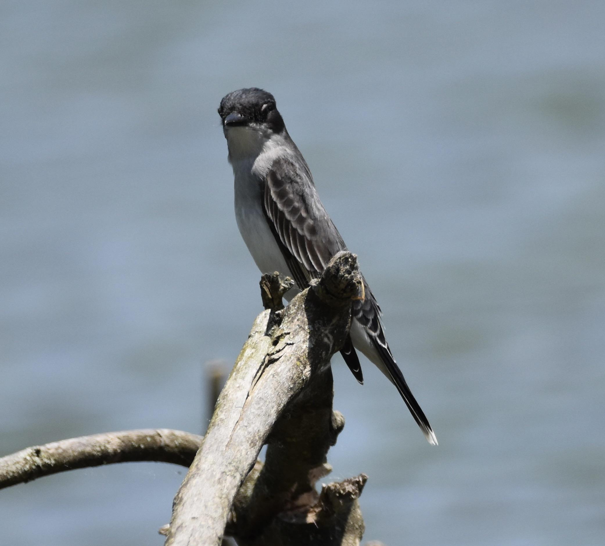 Eastern Kingbird | Scrolller