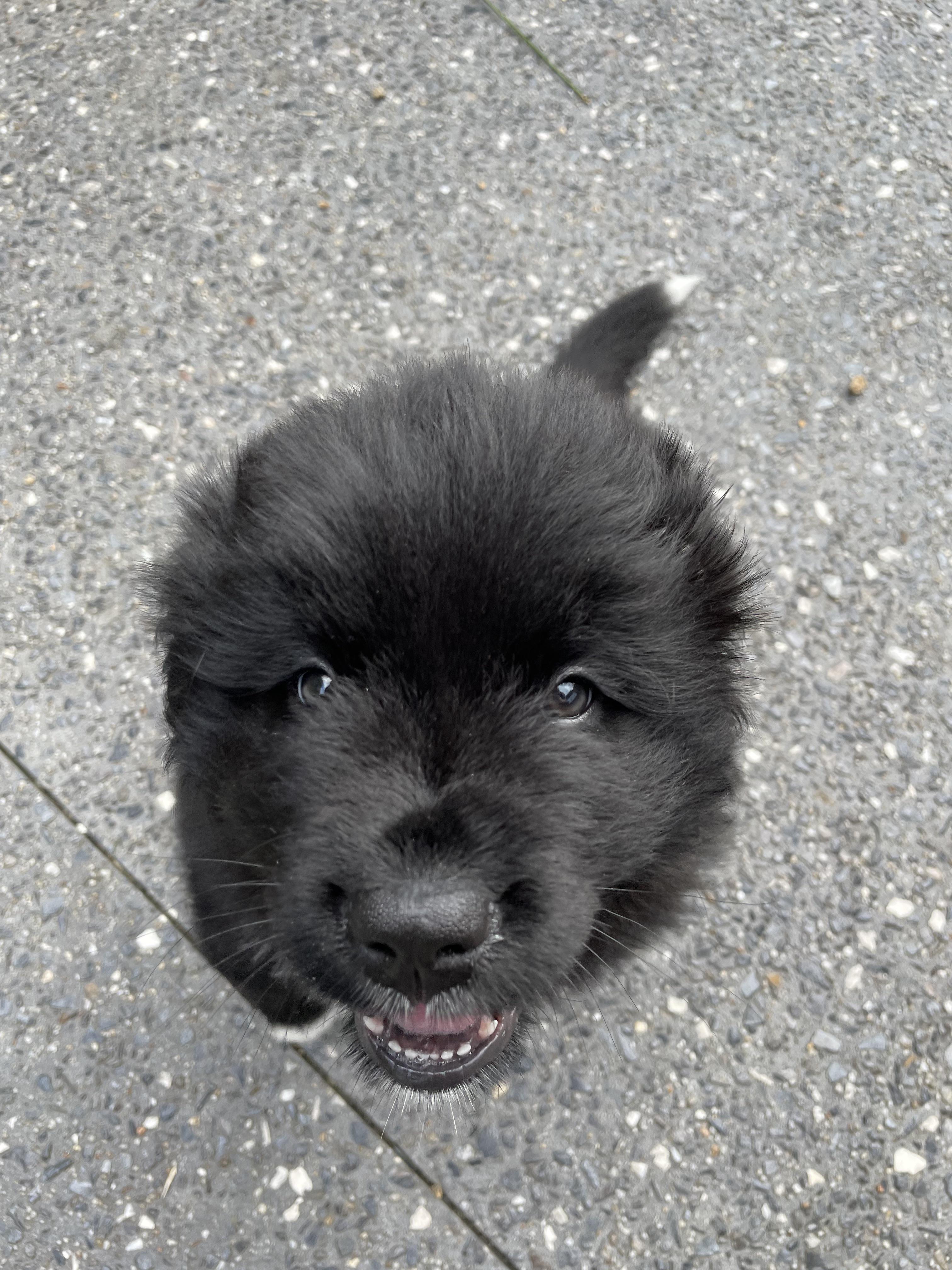 8 week old Newfoundland pupper doge. | Scrolller