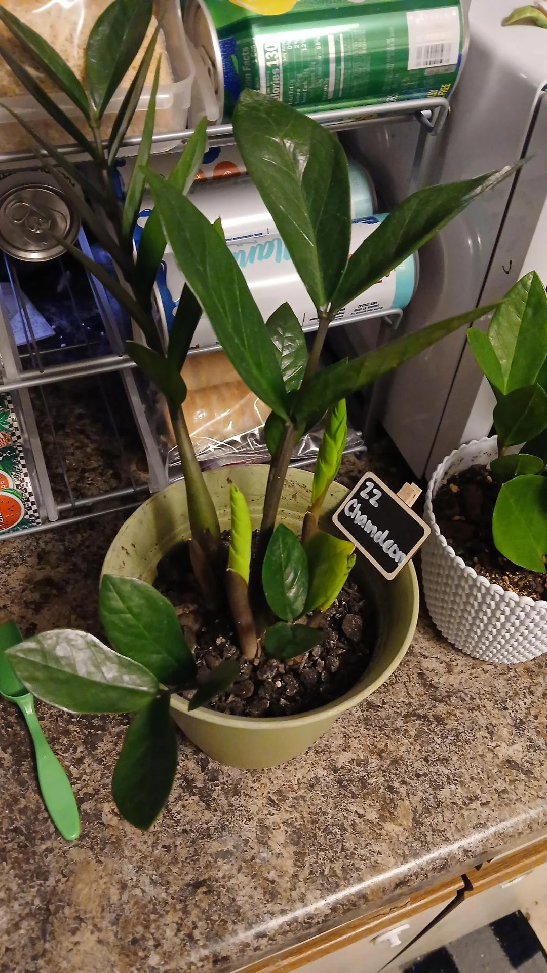 What bugs are these? | Scrolller