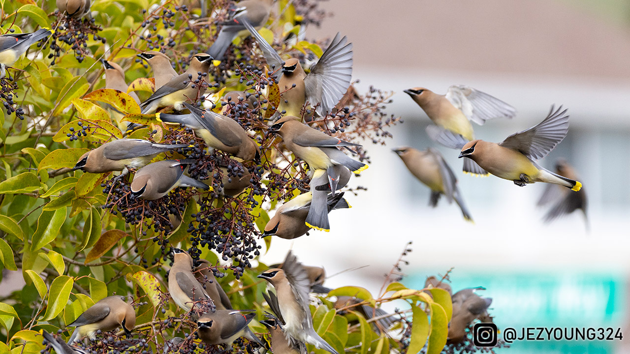 Flock of Cedar Waxwings Strip Berries From a Tree | Scrolller