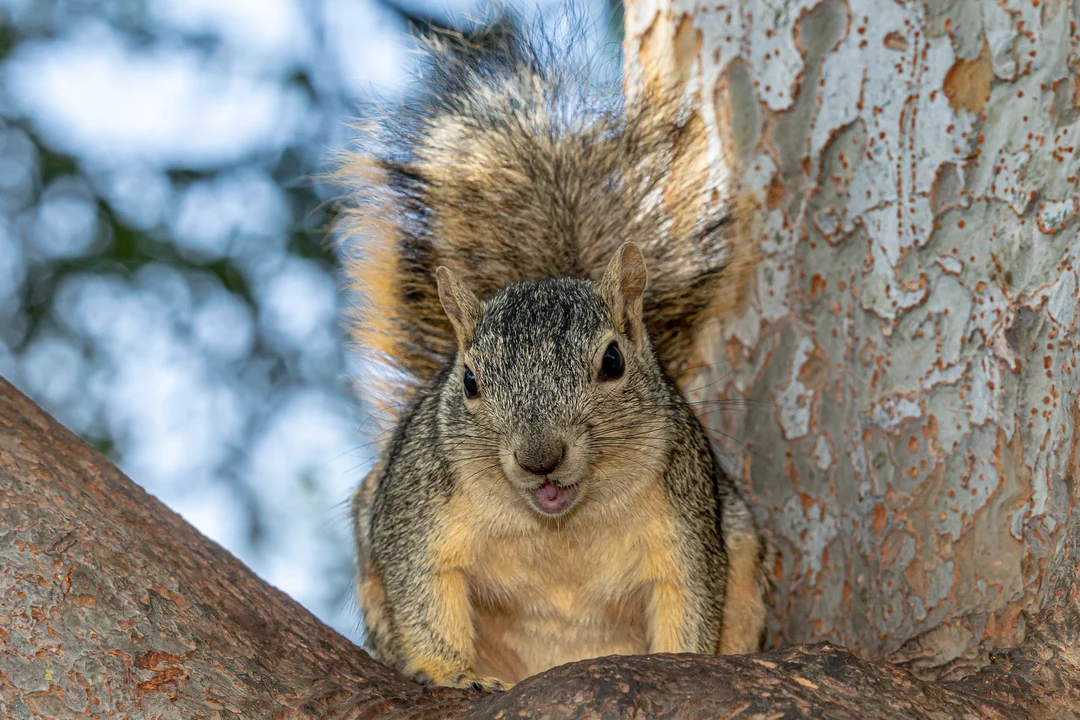 Mother Squirrel | Scrolller