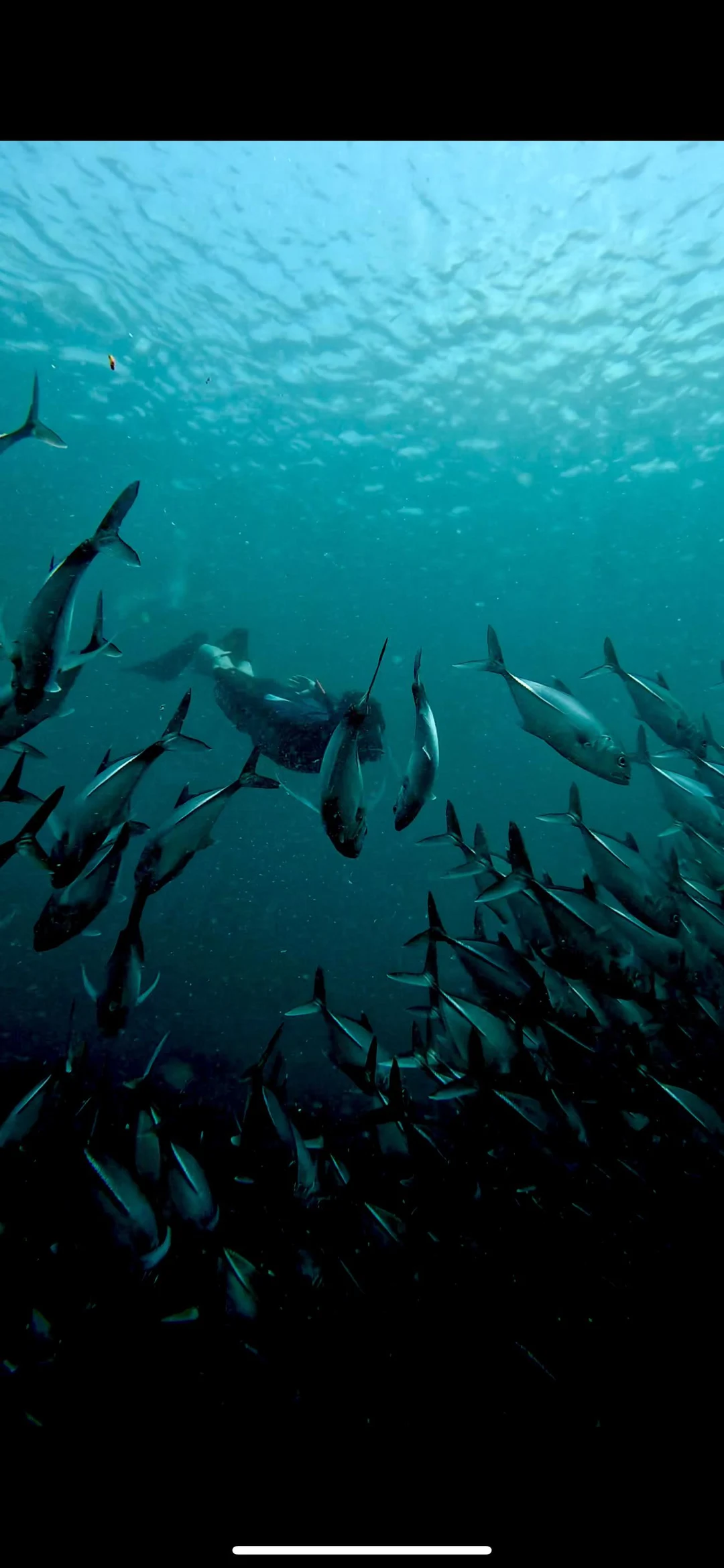 Freediving in Mabini, Batangas, Philippines | Scrolller