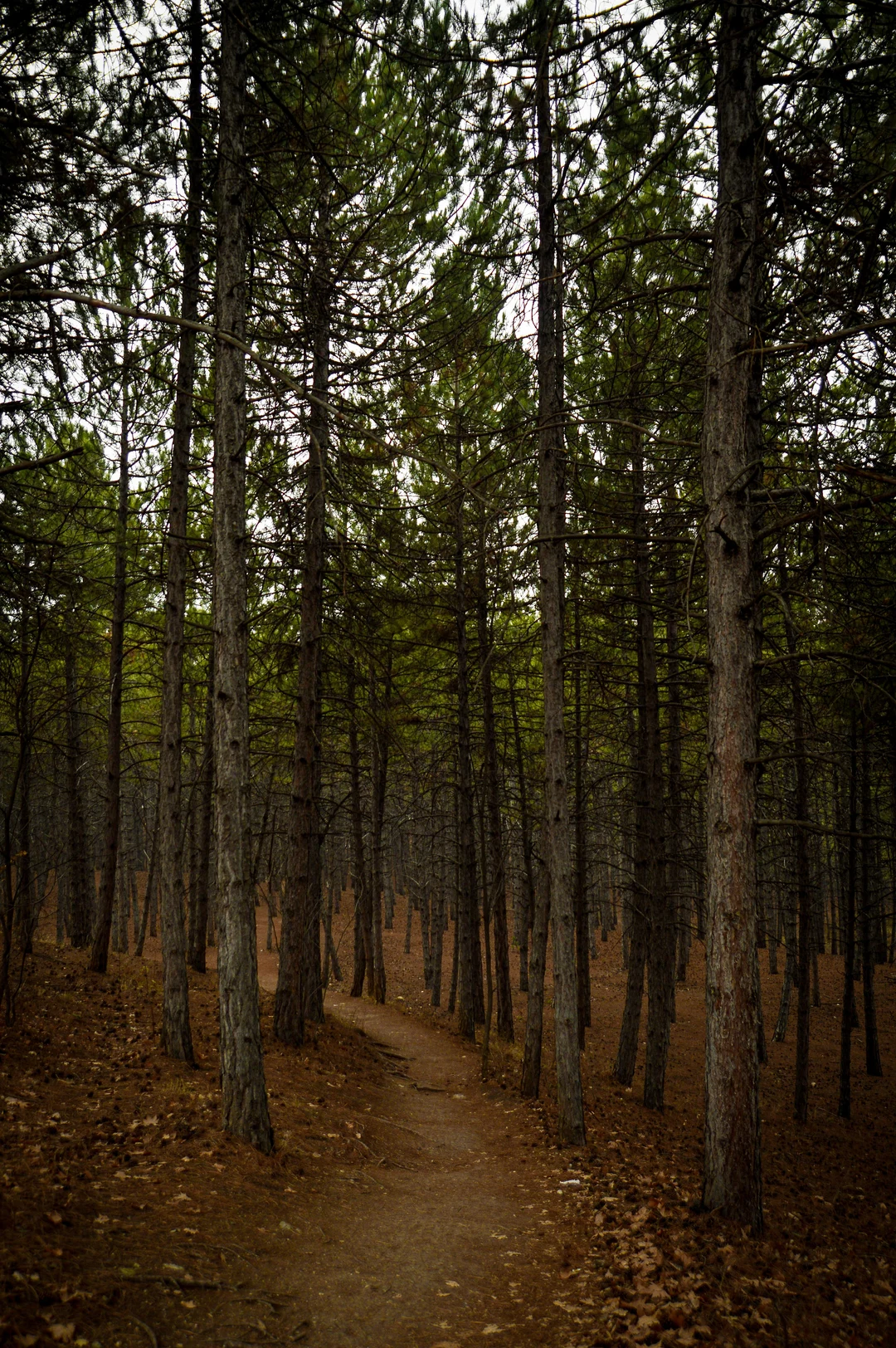 METU Campus, Ankara/Turkey [OC] [6016x4000] | Scrolller