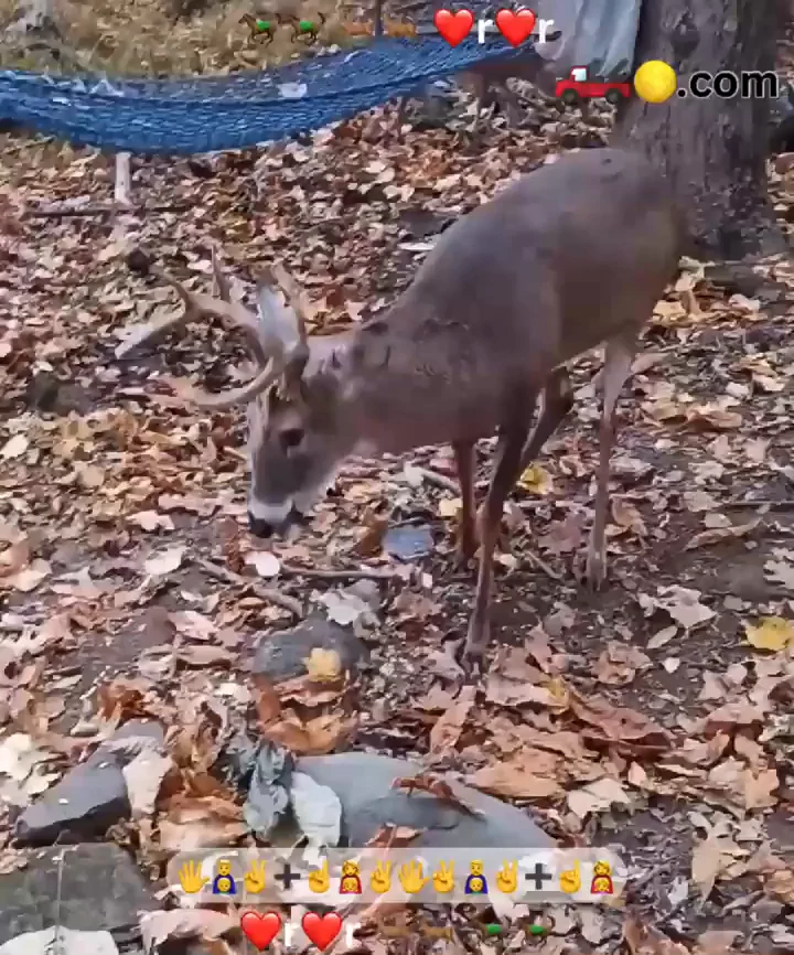 Hooman hand feeding a wild buck | Scrolller