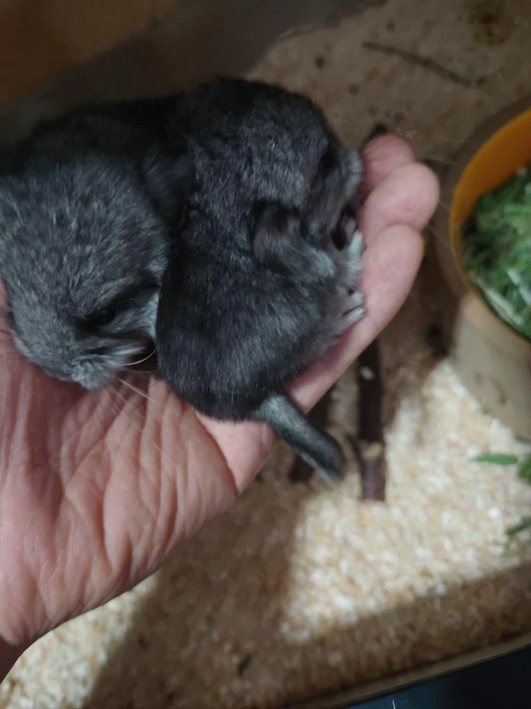 How to reintroduce chinchilla mom to her playmate? | Scrolller