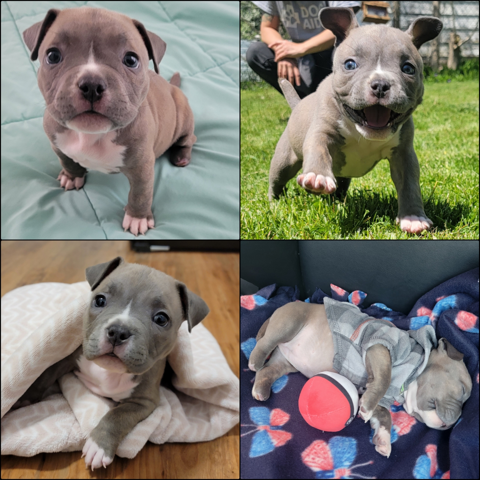 No back paws? No problem 💪💙 | Scrolller