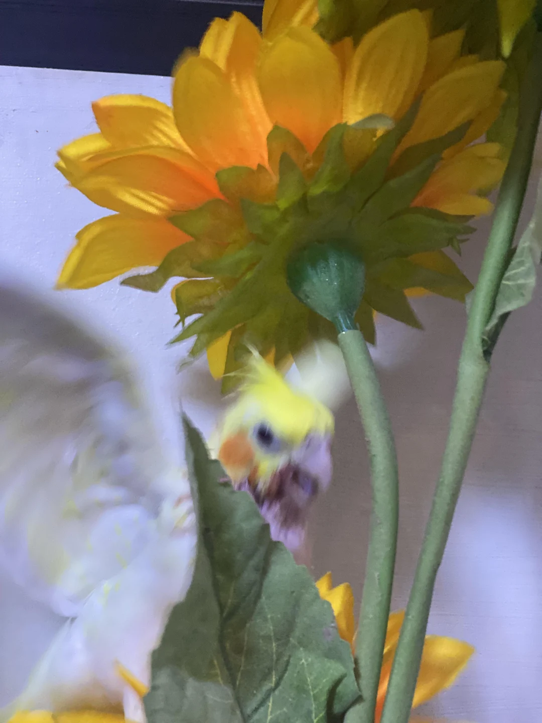 angry birb | Scrolller