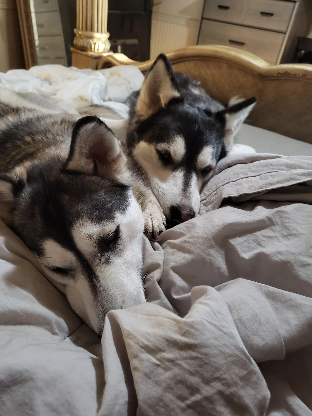 What do you feed your huskies? | Scrolller