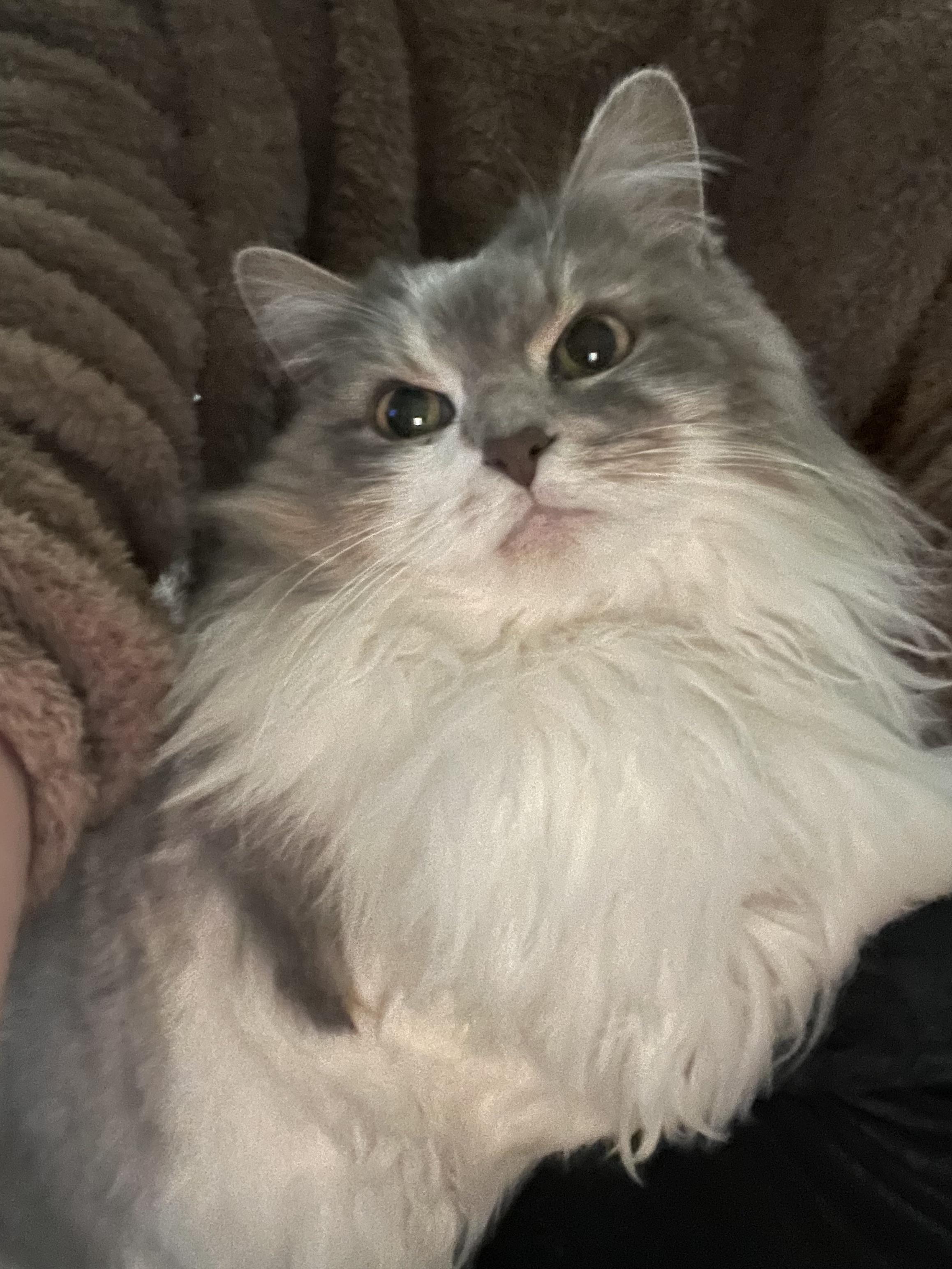 (OC) them eyes | Scrolller