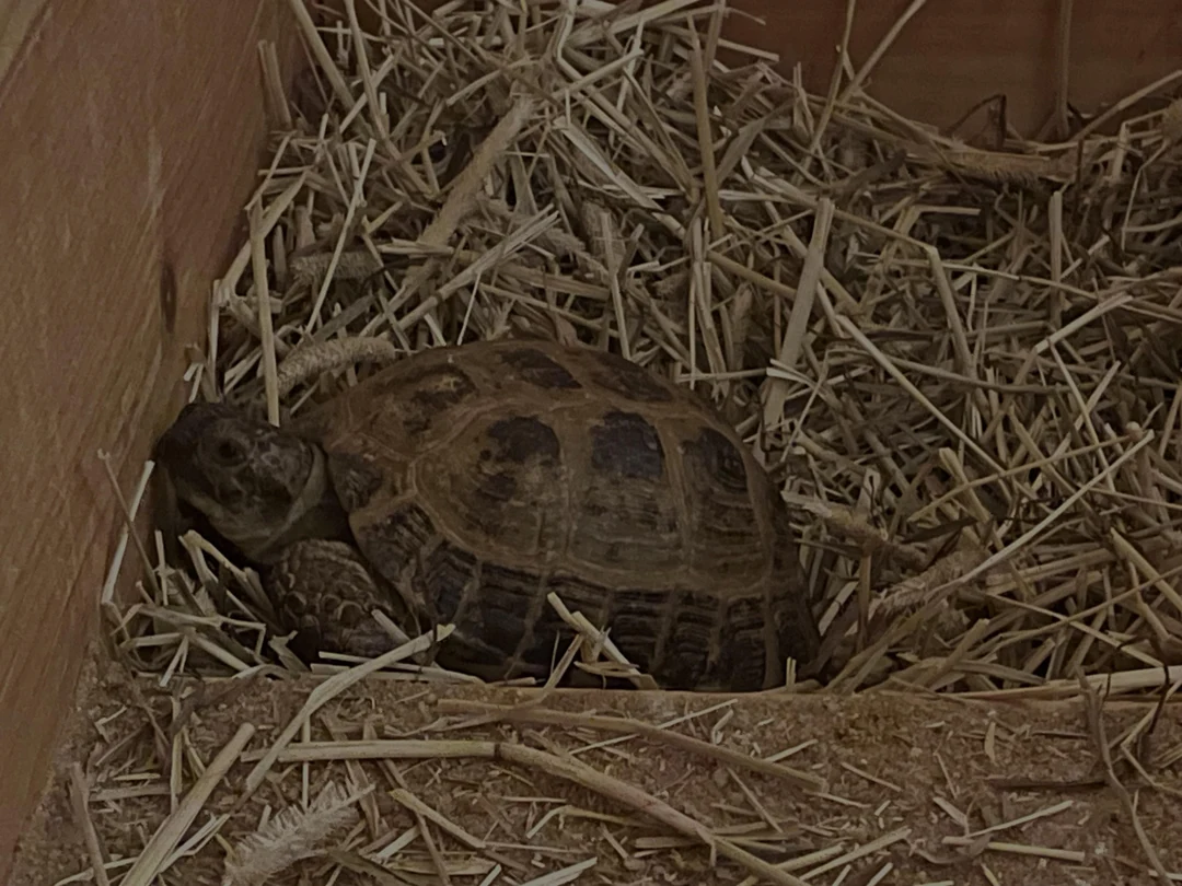 Discover more like AnimalsBeingDerps: My tortoise didn’t want to go to bed, so stared at the ...