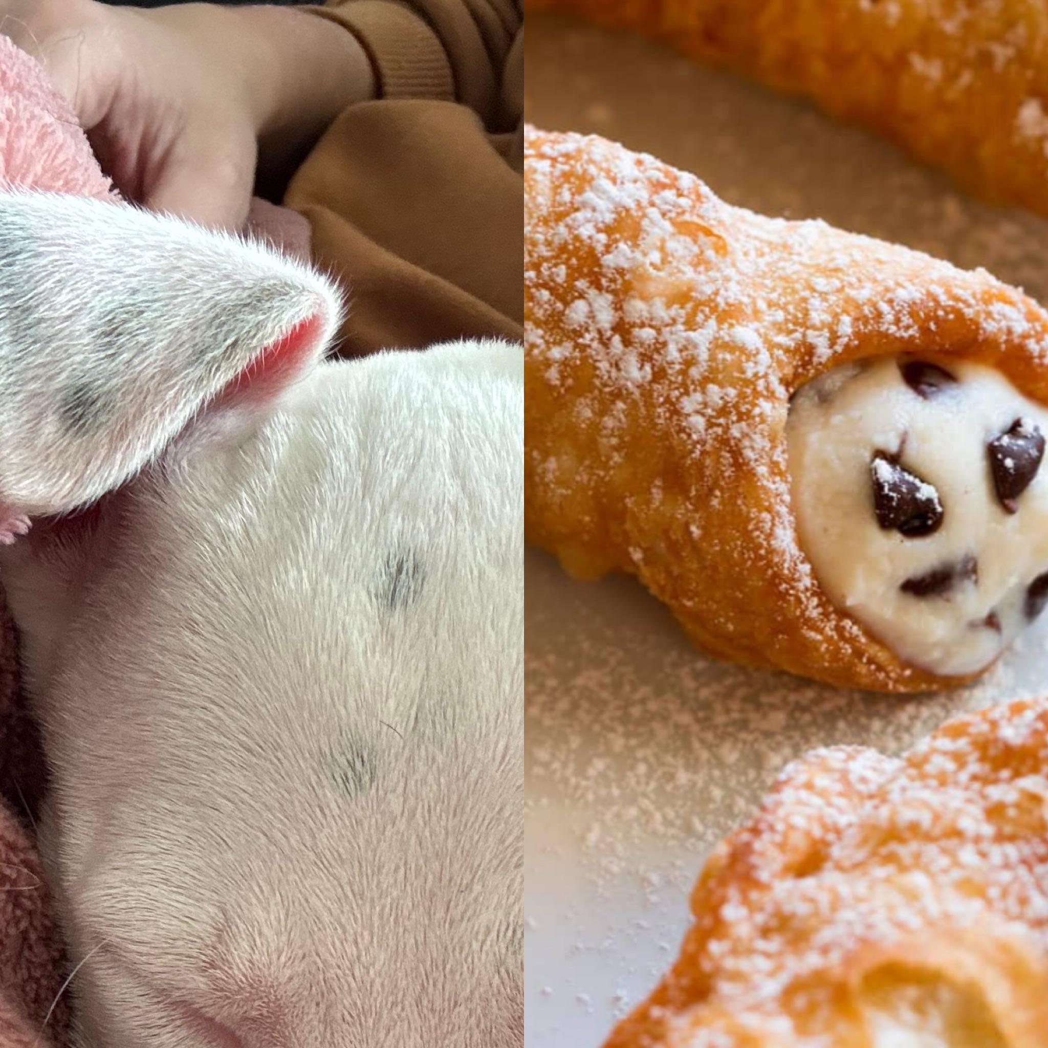 Meet Cannoli! | Scrolller