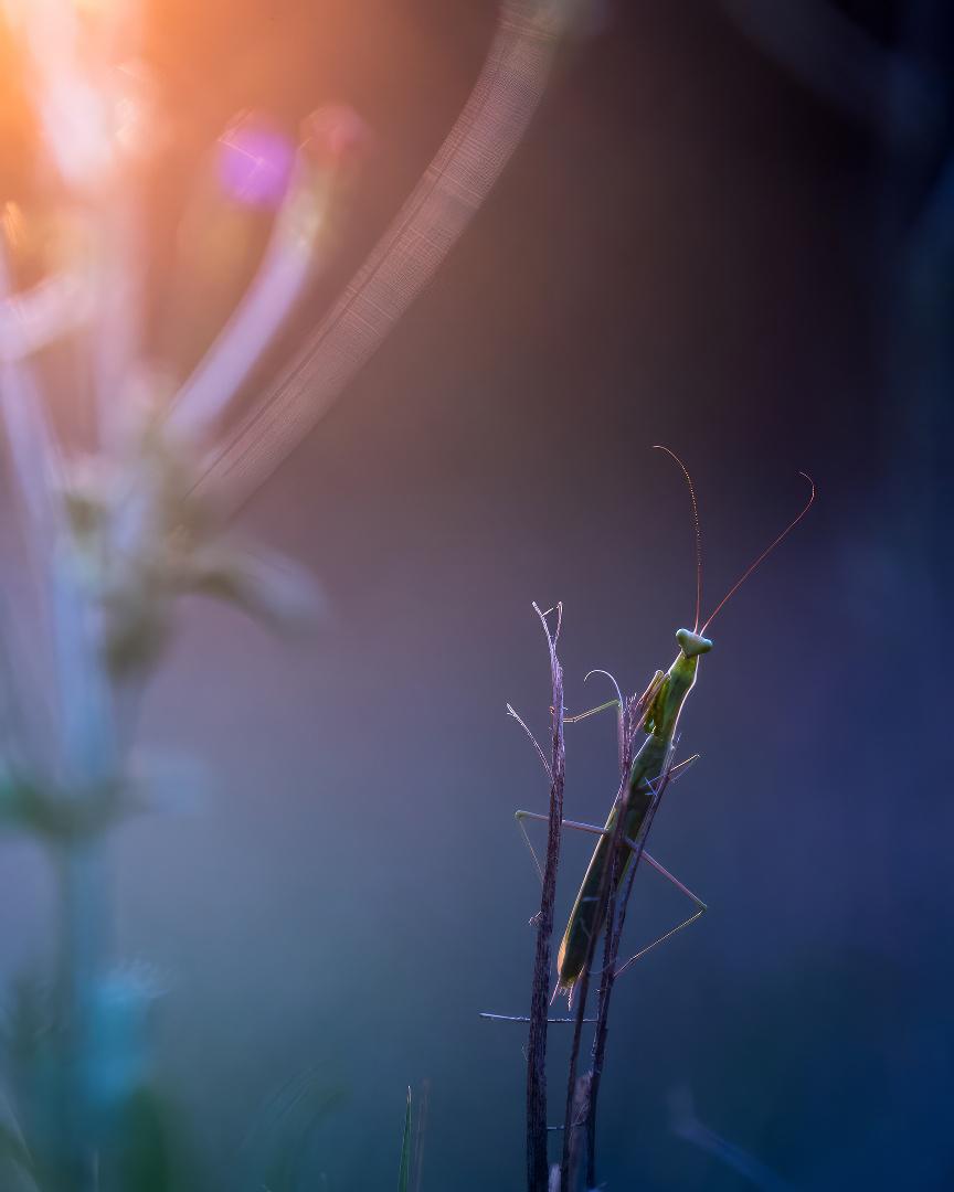 Praying mantis in the setting sun's light | Scrolller