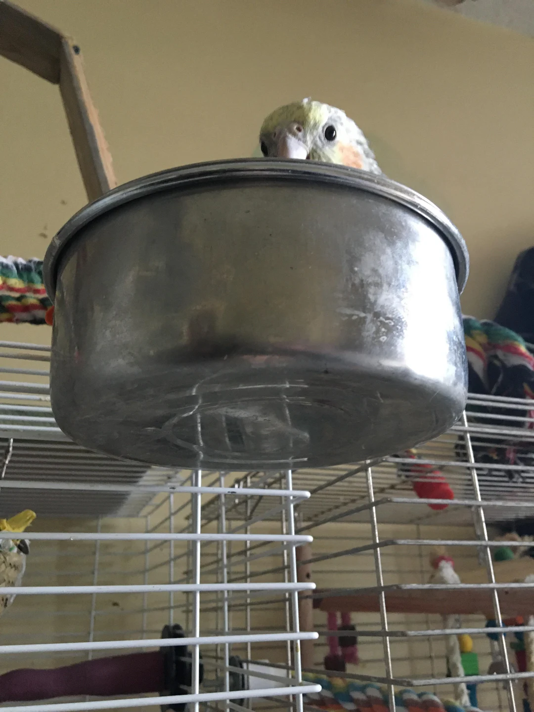 Bowl o’ Birb (Part 2) | Scrolller